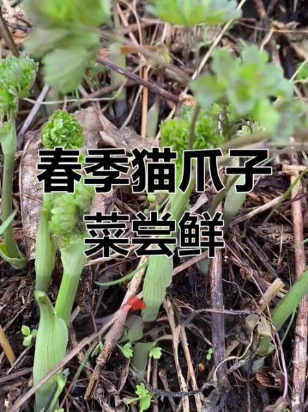 猫爪菜致癌是真的吗_长期吃猫爪菜安全吗-第1张图片-山城妙识 猫爪菜致癌是真的吗_长期吃猫爪菜安全吗-第1张图片-山城妙识