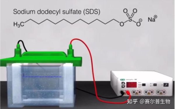 what_is_agarose_used_for_in_gel_electrophoresis-第2张图片-山城妙识