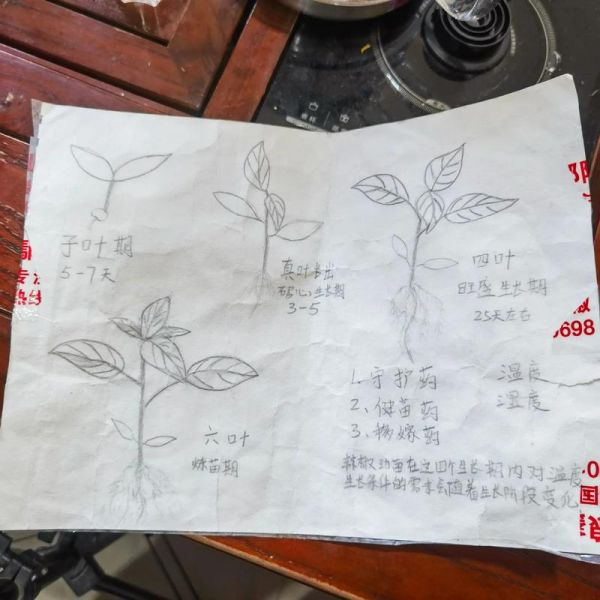 辣椒种植多久能结果_辣椒苗怎么管理-第1张图片-山城妙识