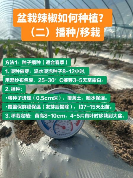 辣椒种植多久能结果_辣椒苗怎么管理-第2张图片-山城妙识