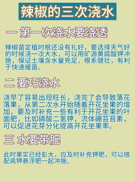 辣椒种植多久能结果_辣椒苗怎么管理-第3张图片-山城妙识