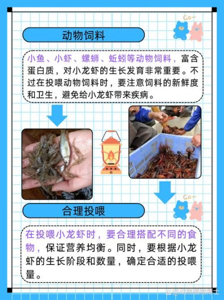 小龙虾吃什么饲料长得快_小龙虾饲料配方大全-第3张图片-山城妙识