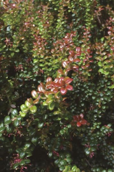 乌饭树下山桩怎么栽_乌饭树下山桩多久生根-第1张图片-山城妙识 乌饭树下山桩怎么栽_乌饭树下山桩多久生根-第1张图片-山城妙识