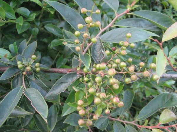 乌饭树下山桩怎么栽_乌饭树下山桩多久生根-第2张图片-山城妙识 乌饭树下山桩怎么栽_乌饭树下山桩多久生根-第2张图片-山城妙识