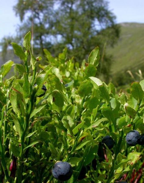乌饭树下山桩怎么栽_乌饭树下山桩多久生根-第3张图片-山城妙识 乌饭树下山桩怎么栽_乌饭树下山桩多久生根-第3张图片-山城妙识