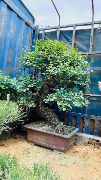 榆树品种图片大全_如何区分常见榆树-第3张图片-山城妙识