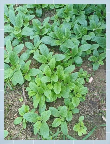 生地的作用和功效_生地黄能长期泡水喝吗-第1张图片-山城妙识