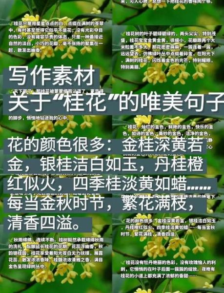 桂花的花语是什么_桂花唯美句子短句-第1张图片-山城妙识 桂花的花语是什么_桂花唯美句子短句-第1张图片-山城妙识
