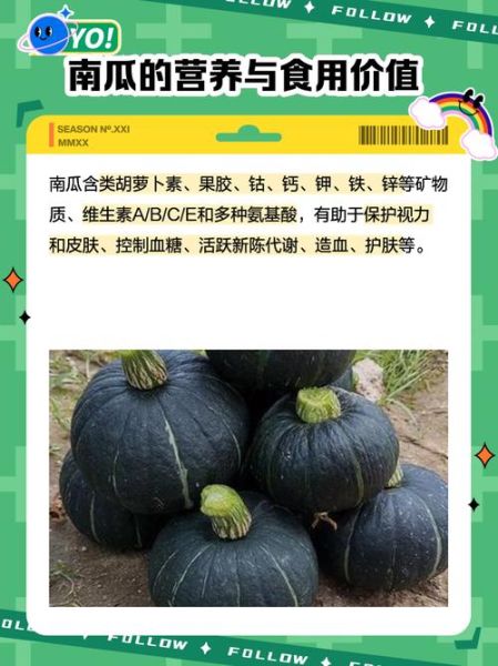 南瓜英语翻译_怎么翻译最地道-第1张图片-山城妙识