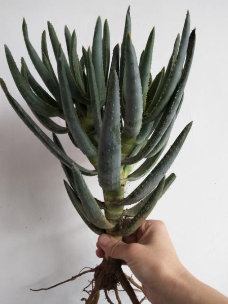 芦荟图片大全大图花名_芦荟开花的品种有哪些-第2张图片-山城妙识 芦荟图片大全大图花名_芦荟开花的品种有哪些-第2张图片-山城妙识