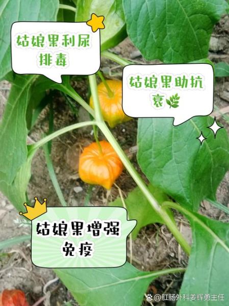 菇娘果的功效与作用_菇娘果怎么吃最好-第3张图片-山城妙识 菇娘果的功效与作用_菇娘果怎么吃最好-第3张图片-山城妙识