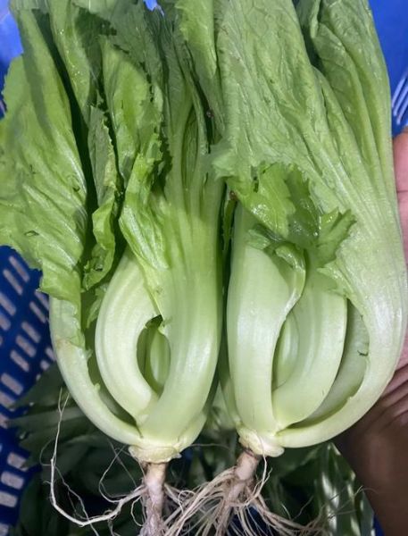 芥菜俗名叫什么_芥菜各地叫法大全-第2张图片-山城妙识