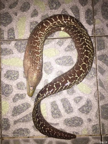 花鳗鱼多少钱一斤_花鳗鱼和鳗鱼价格区别-第2张图片-山城妙识