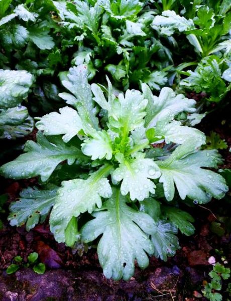 茼蒿菜图片大全大图_如何挑选新鲜茼蒿-第1张图片-山城妙识 茼蒿菜图片大全大图_如何挑选新鲜茼蒿-第1张图片-山城妙识