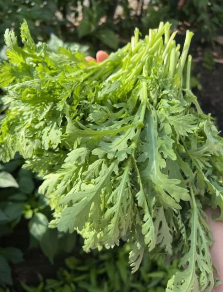 茼蒿菜图片大全大图_如何挑选新鲜茼蒿-第2张图片-山城妙识 茼蒿菜图片大全大图_如何挑选新鲜茼蒿-第2张图片-山城妙识