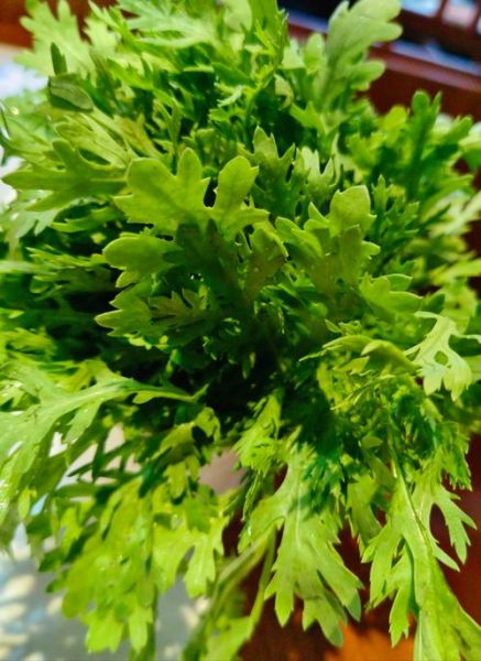 茼蒿菜图片大全大图_如何挑选新鲜茼蒿-第3张图片-山城妙识 茼蒿菜图片大全大图_如何挑选新鲜茼蒿-第3张图片-山城妙识