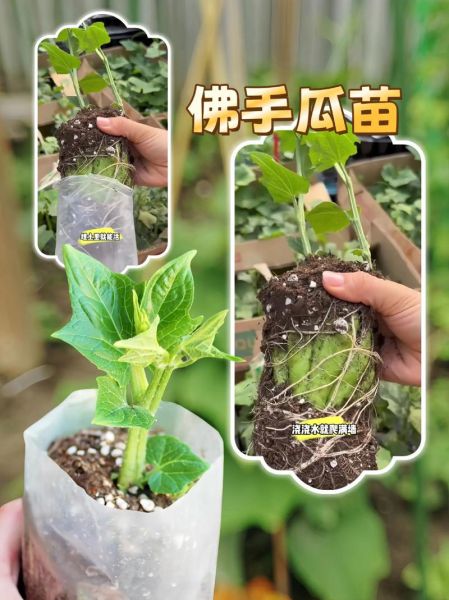 佛手瓜苗吃了对身体有害吗_佛手瓜苗毒性真相-第1张图片-山城妙识 佛手瓜苗吃了对身体有害吗_佛手瓜苗毒性真相-第1张图片-山城妙识