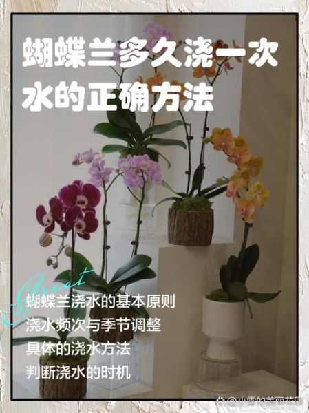 蝴蝶兰怎么养_蝴蝶兰多久浇一次水-第1张图片-山城妙识 蝴蝶兰怎么养_蝴蝶兰多久浇一次水-第1张图片-山城妙识