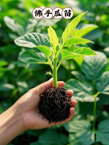佛手瓜苗吃了对身体有害吗_佛手瓜苗毒性真相-第3张图片-山城妙识 佛手瓜苗吃了对身体有害吗_佛手瓜苗毒性真相-第3张图片-山城妙识
