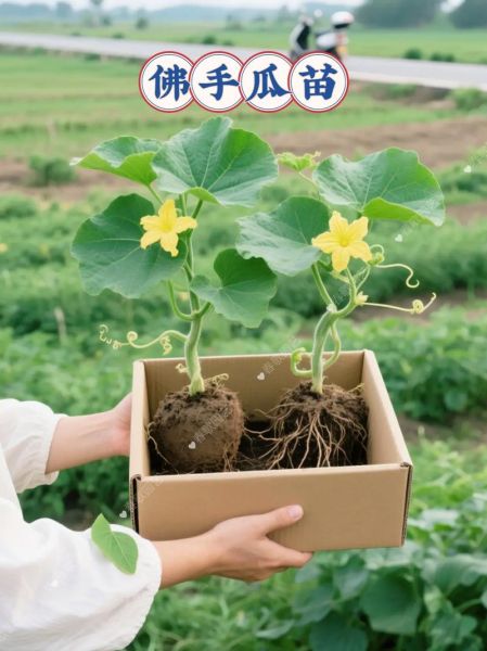 佛手瓜苗吃了对身体有害吗_佛手瓜苗毒性真相-第2张图片-山城妙识 佛手瓜苗吃了对身体有害吗_佛手瓜苗毒性真相-第2张图片-山城妙识