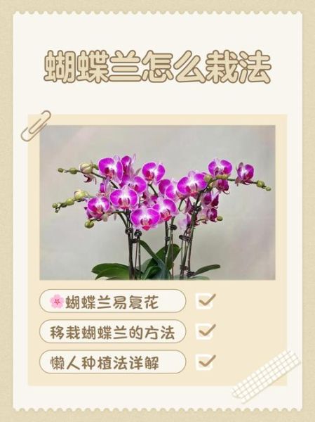 蝴蝶兰怎么养_蝴蝶兰多久浇一次水-第2张图片-山城妙识 蝴蝶兰怎么养_蝴蝶兰多久浇一次水-第2张图片-山城妙识