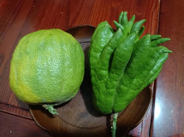 香橼和佛手的区别_香橼佛手哪个好-第1张图片-山城妙识