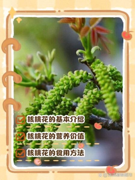 新鲜核桃花怎么吃_核桃花有什么营养价值-第3张图片-山城妙识 新鲜核桃花怎么吃_核桃花有什么营养价值-第3张图片-山城妙识