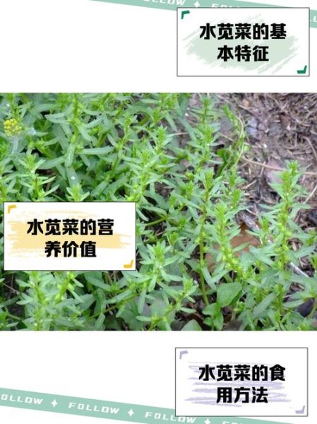 苋菜要不要焯水_苋菜焯水营养会流失吗-第1张图片-山城妙识