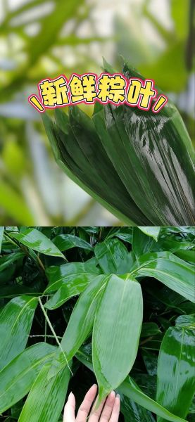 粽子叶泡多久可以包粽子_新鲜粽叶怎么处理-第3张图片-山城妙识 粽子叶泡多久可以包粽子_新鲜粽叶怎么处理-第3张图片-山城妙识