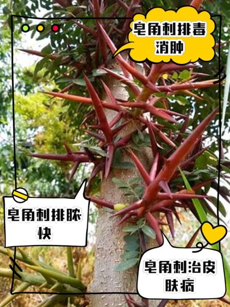 皂角刺的功效与作用_皂角刺用量是多少-第1张图片-山城妙识
