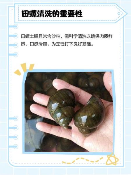 大田螺怎么清洗_大田螺去腥技巧-第3张图片-山城妙识