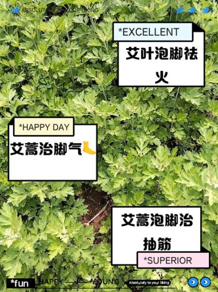 长期用艾叶泡脚有没有危害_艾叶泡脚的副作用-第3张图片-山城妙识 长期用艾叶泡脚有没有危害_艾叶泡脚的副作用-第3张图片-山城妙识