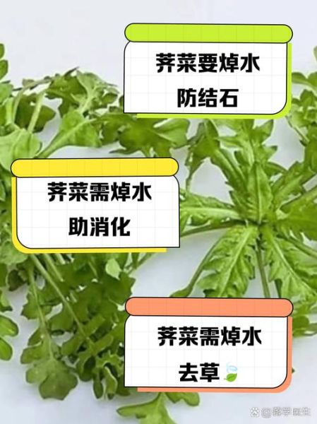 荠菜煮水有什么禁忌_荠菜煮水哪些人不能喝-第1张图片-山城妙识