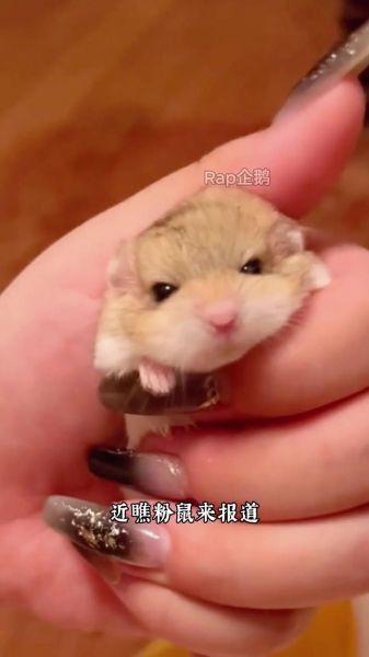 通心粉鼠吧_新手饲养通心粉鼠常见问题-第1张图片-山城妙识 通心粉鼠吧_新手饲养通心粉鼠常见问题-第1张图片-山城妙识