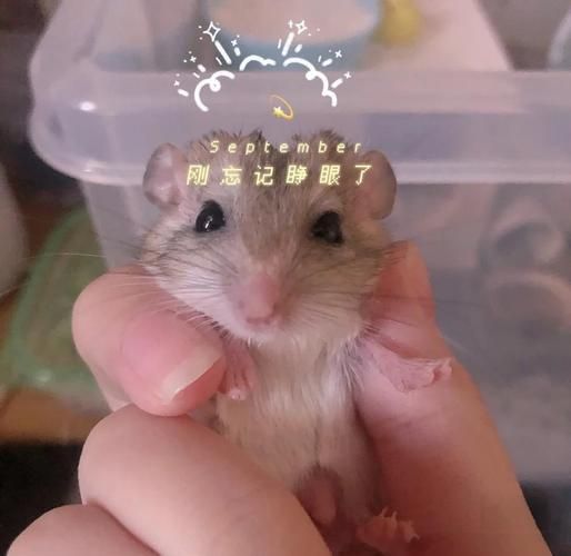 通心粉鼠吧_新手饲养通心粉鼠常见问题-第2张图片-山城妙识 通心粉鼠吧_新手饲养通心粉鼠常见问题-第2张图片-山城妙识