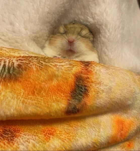 通心粉鼠吧_新手饲养通心粉鼠常见问题-第3张图片-山城妙识 通心粉鼠吧_新手饲养通心粉鼠常见问题-第3张图片-山城妙识