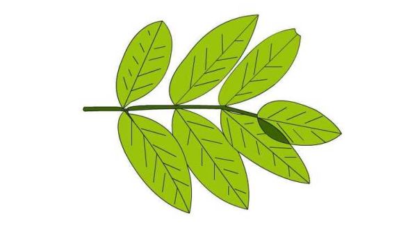 槐树叶简笔画怎么画_槐树叶简笔画步骤-第3张图片-山城妙识