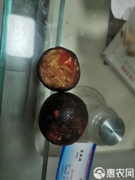 狗宝是什么东西啊_狗宝图片长什么样-第1张图片-山城妙识