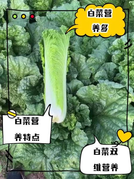 白菜的营养价值高吗_白菜有哪些营养成分-第2张图片-山城妙识