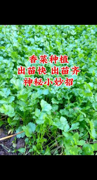 香菜怎么种最快发芽_香菜种植最简单方法-第1张图片-山城妙识 香菜怎么种最快发芽_香菜种植最简单方法-第1张图片-山城妙识