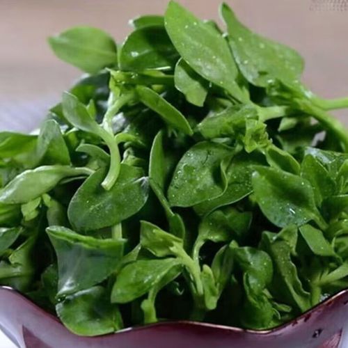 新鲜穿心莲怎么吃最好_新鲜穿心莲凉拌还是炒-第3张图片-山城妙识