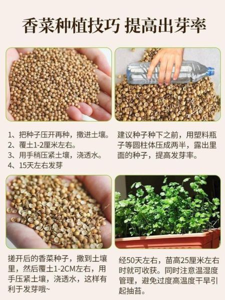 香菜怎么种最快发芽_香菜种植最简单方法-第2张图片-山城妙识 香菜怎么种最快发芽_香菜种植最简单方法-第2张图片-山城妙识