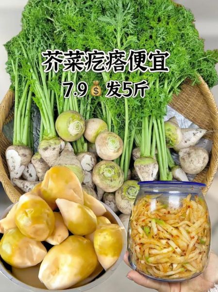 疙瘩菜的学名是什么_疙瘩菜与芥菜疙瘩区别-第2张图片-山城妙识 疙瘩菜的学名是什么_疙瘩菜与芥菜疙瘩区别-第2张图片-山城妙识