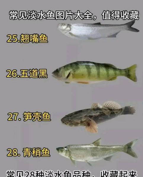 南方淡水鱼种类大全_常见品种有哪些-第1张图片-山城妙识