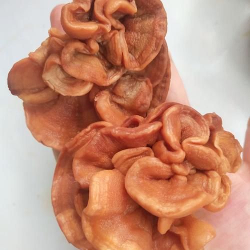 榆耳菌多少钱一斤_榆耳菌价格行情-第3张图片-山城妙识