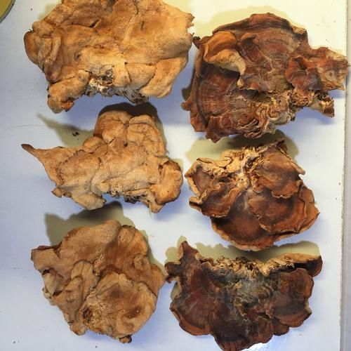 榆耳菌多少钱一斤_榆耳菌价格行情-第2张图片-山城妙识