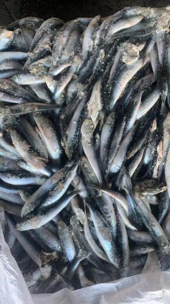 沙丁鱼图片大全大图_如何挑选高清沙丁鱼壁纸-第3张图片-山城妙识