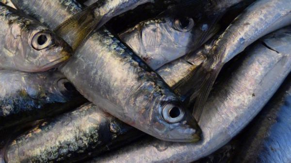 沙丁鱼图片大全大图_如何挑选高清沙丁鱼壁纸-第2张图片-山城妙识