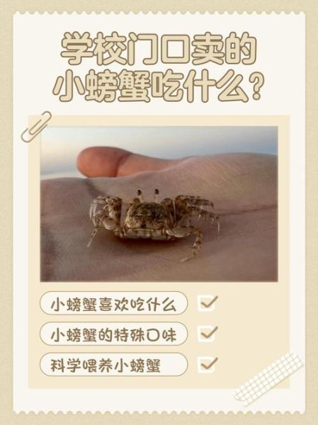 家养螃蟹吃什么食物好养活_新手养蟹喂什么-第1张图片-山城妙识