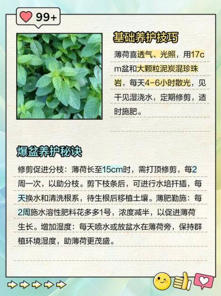 薄荷怎么养_薄荷多久浇一次水-第2张图片-山城妙识 薄荷怎么养_薄荷多久浇一次水-第2张图片-山城妙识